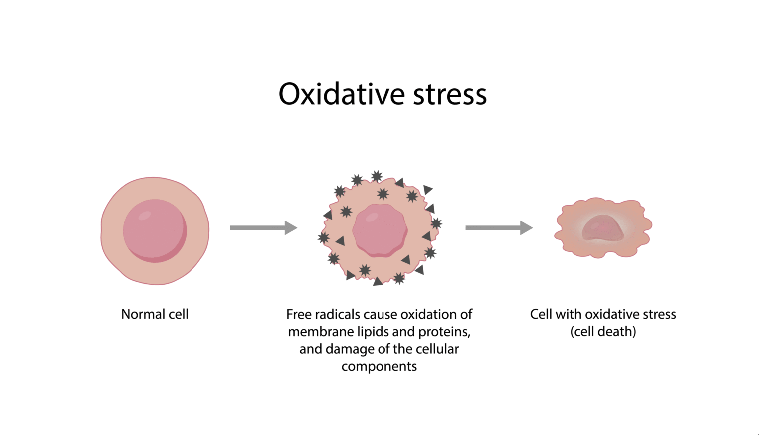 What oxidative stress means for your skin and health | Juve Beauty